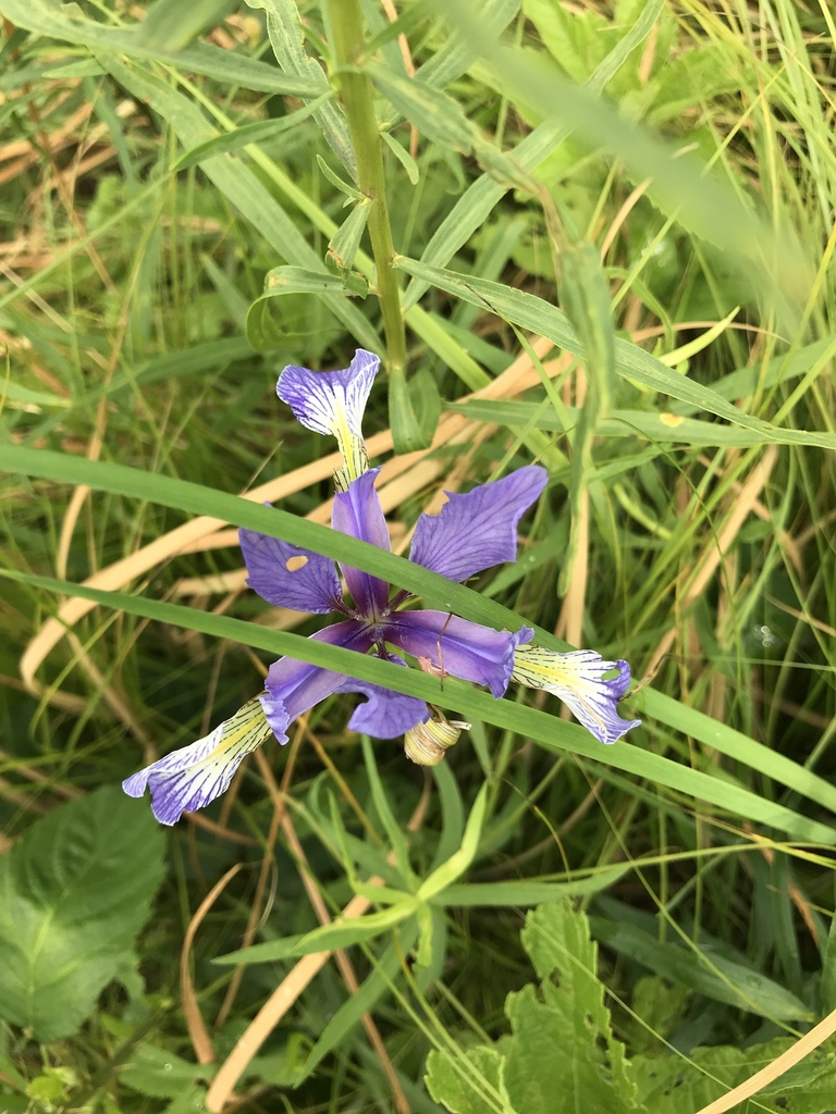 Slender Blue Flag from Staten Island, NY 10306, New York, NY, US on ...