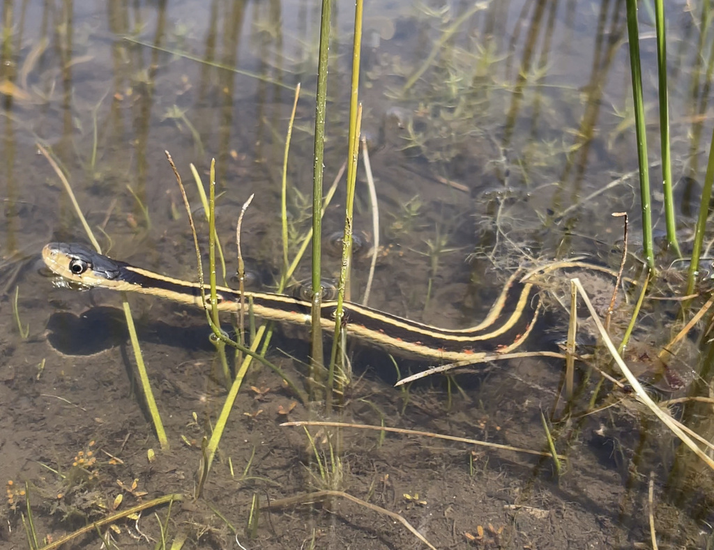 Valley Garter Snake from Poison Lake, McArthur, CA, US on May 24, 2022 ...