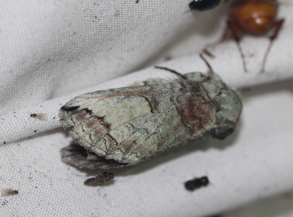 Heterocampa astartoides from South Side, Corpus Christi, TX, USA on May ...