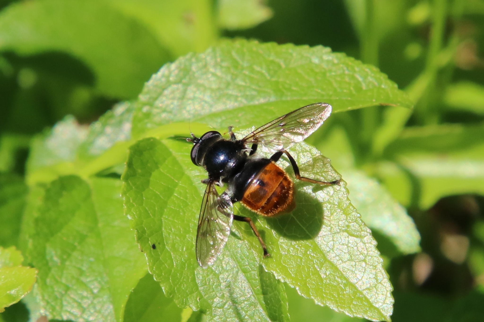 Blera fallax (Linnaeus, 1758)