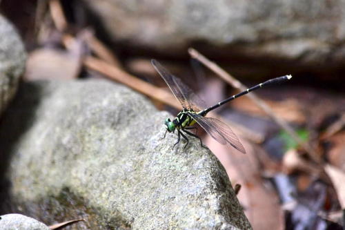 Stylogomphus shirozui · iNaturalist United Kingdom