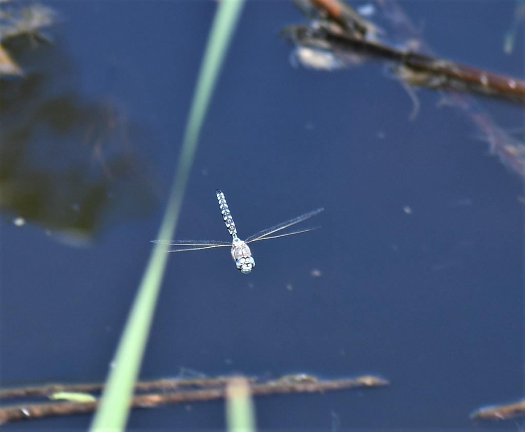 California Darner from Barber Valley, Boise, ID, USA on May 25, 2022 at ...