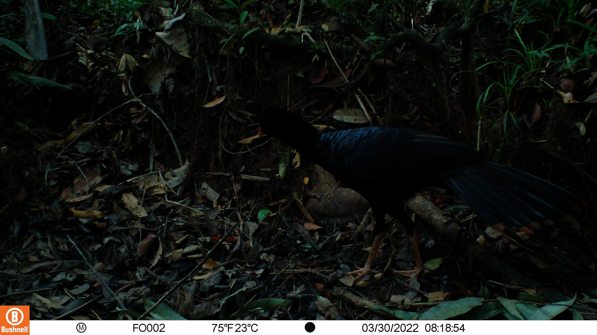 Mitu tomentosum (Spix, 1825)