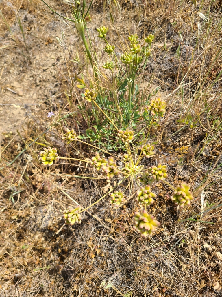Barestem Biscuitroot from Livermore, CA 94550, USA on May 26, 2022 at ...