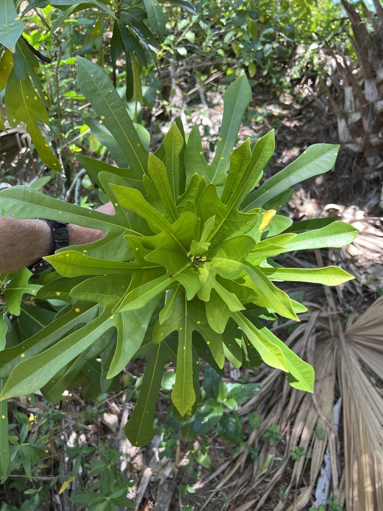Variegated Croton from Via Hermosa, West Palm Beach, FL, US on May 26 ...
