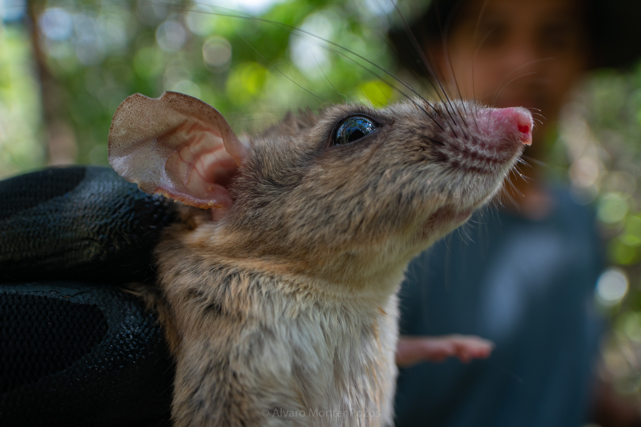 Ototylomys phyllotis Merriam, 1901