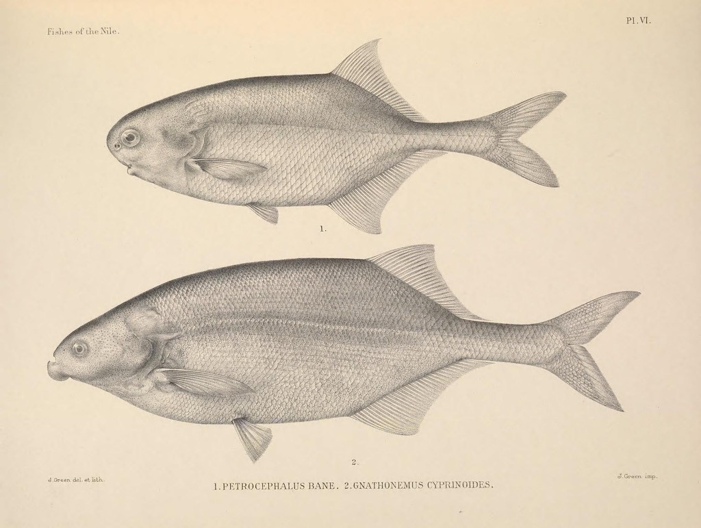 (Marcusenius cyprinoides) - Marine Life Identification
