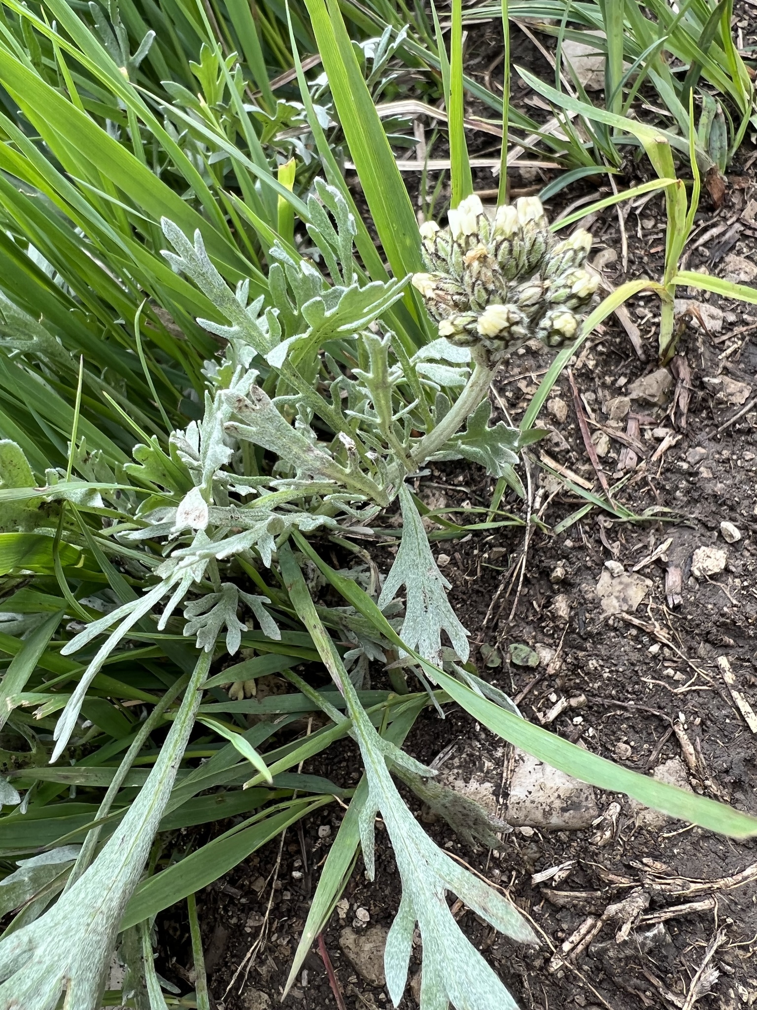 Achillea clavennae L.