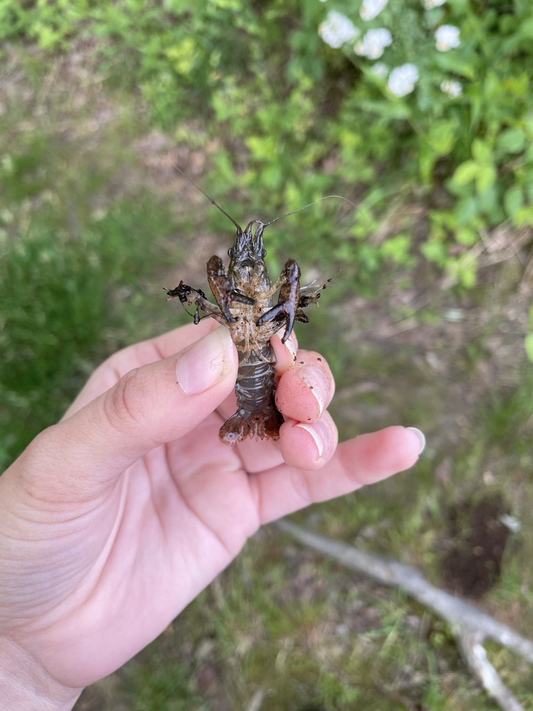 Spinycheek Crayfish from New Egypt, NJ, US on May 26, 2022 at 08:30 AM ...