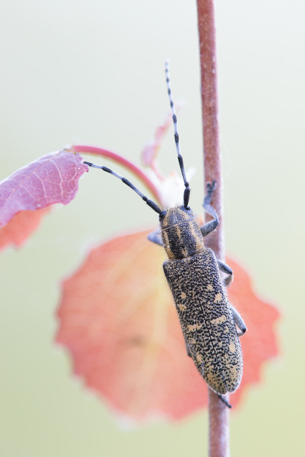 Saperda populnea (Linnaeus, 1758)
