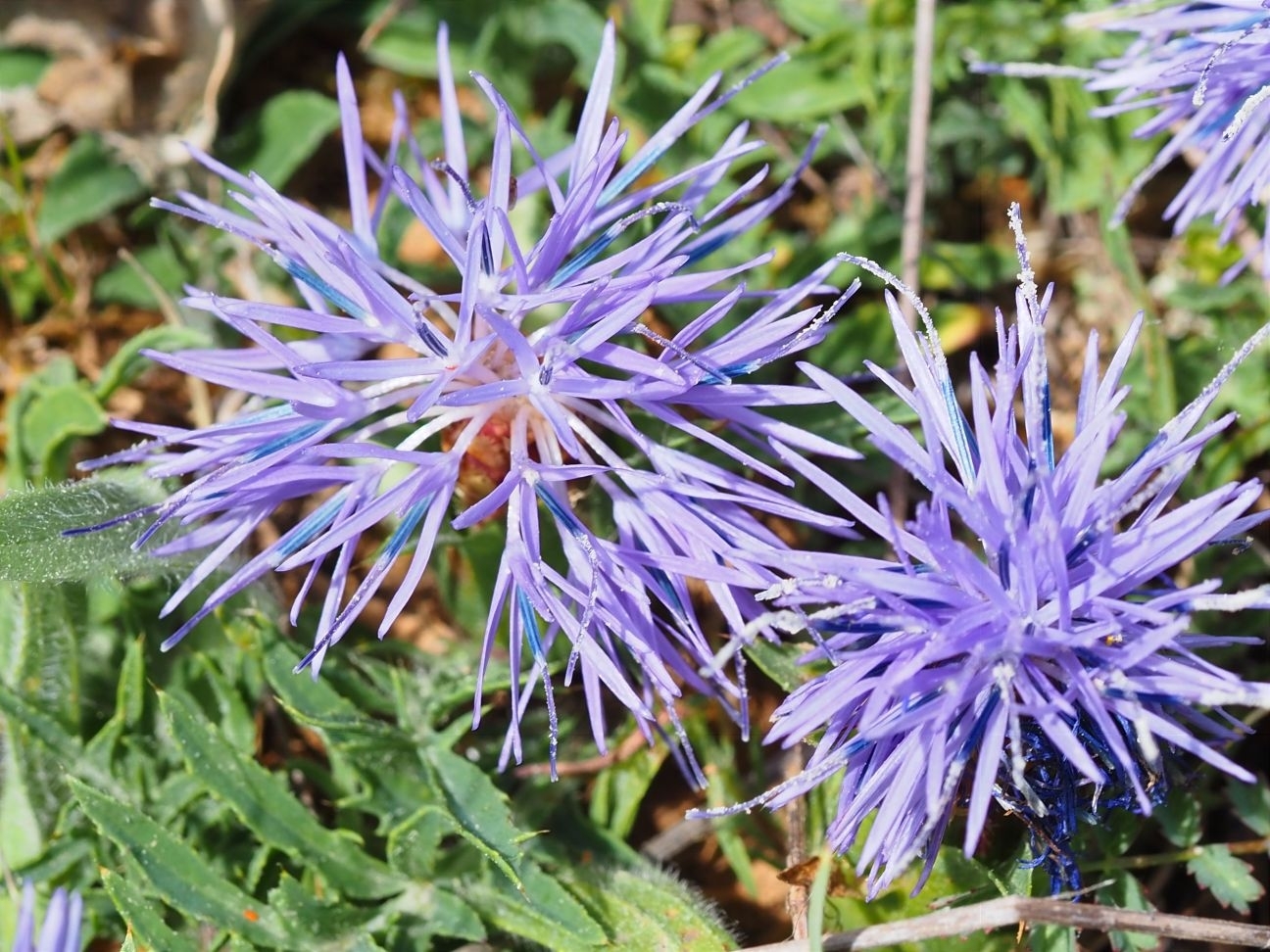 Carthamus mitissimus L.