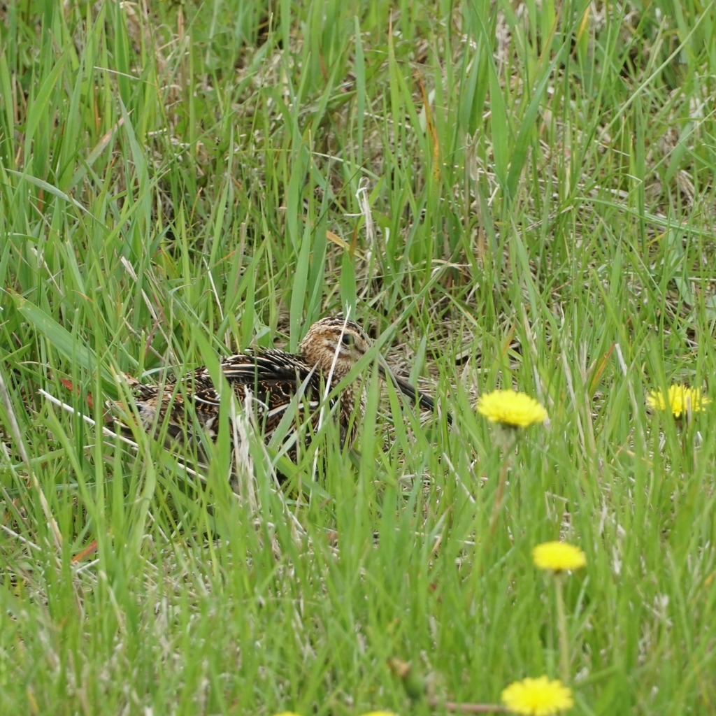Wilson's Snipe from Jackson County, MN, USA on May 26, 2022 at 12:58 PM ...