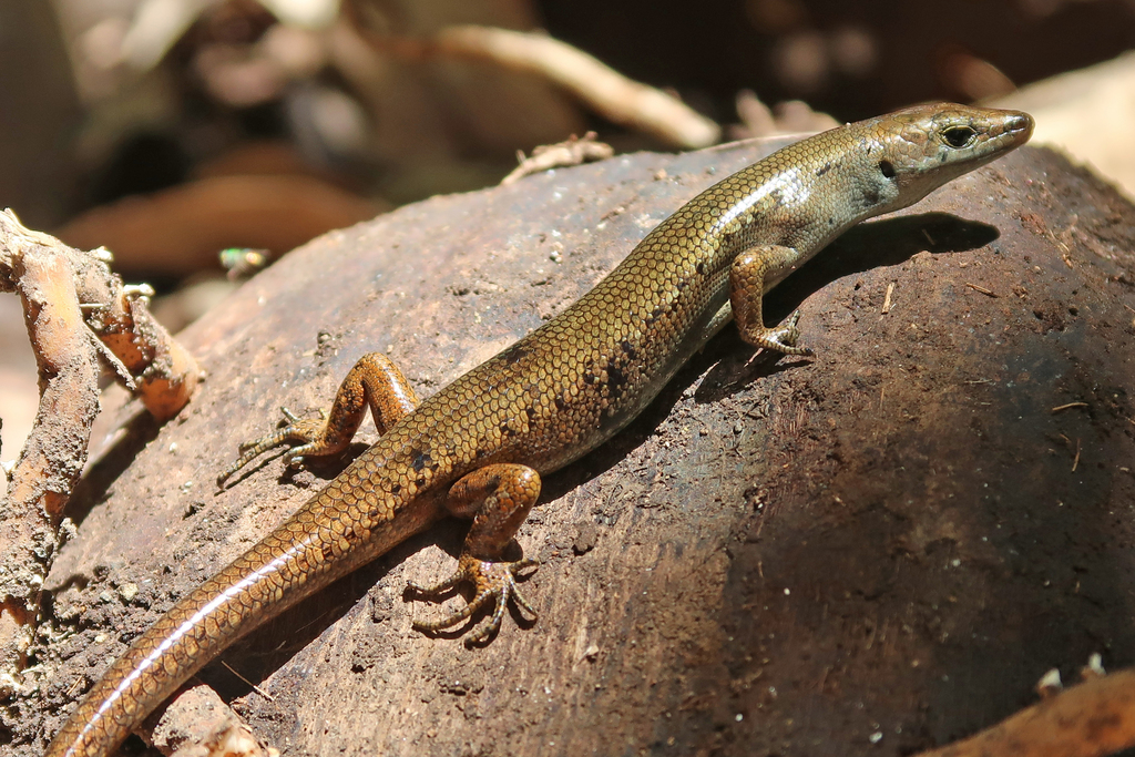 Slevin's Emo Skink in May 2022 by jqrichmond · iNaturalist