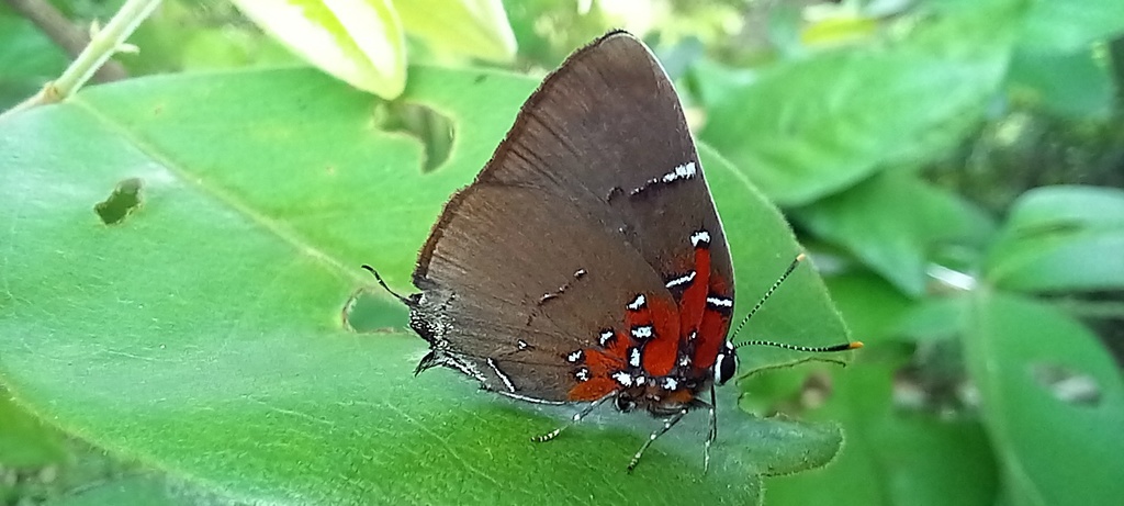 Widespread Brangas from San Benito Abad, Sucre, Colombia on May 20 ...