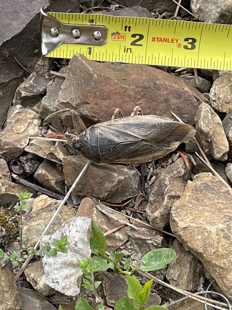American Giant Water Bug from Trapline Trail, Columbia Falls, MT, US on ...
