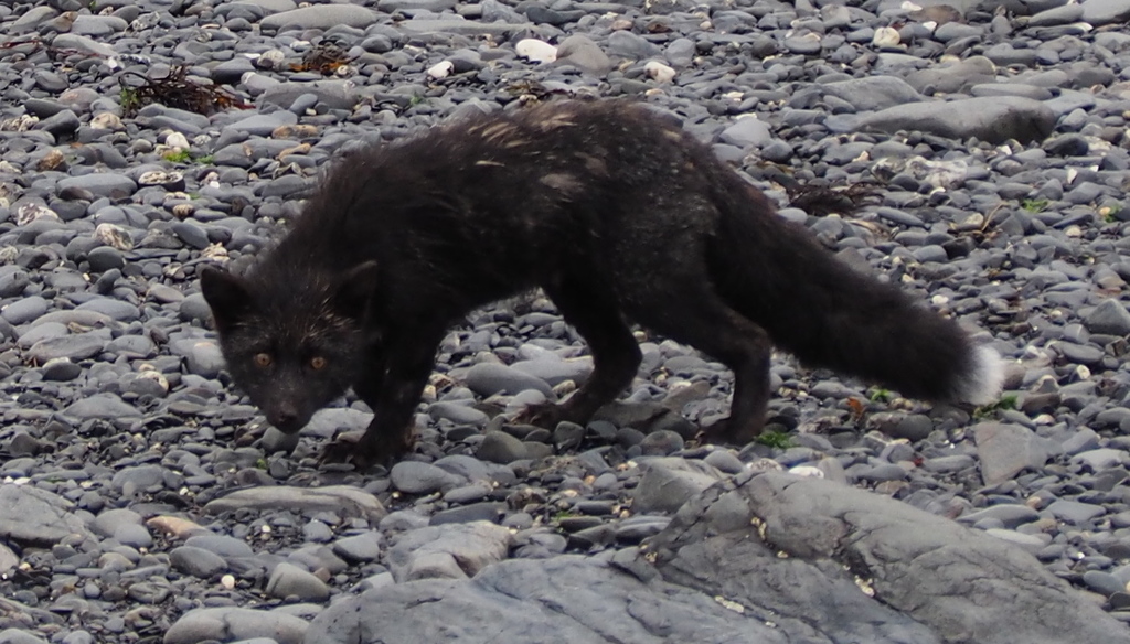 Kodiak Red Fox from Viekoda Bay, Alaska, USA on October 03, 2017 at 12: ...