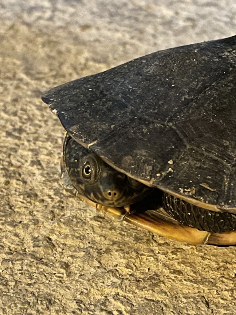 Gibba (Toadhead) Turtle from Trinidad, Sangre Grande, Trinidad and ...