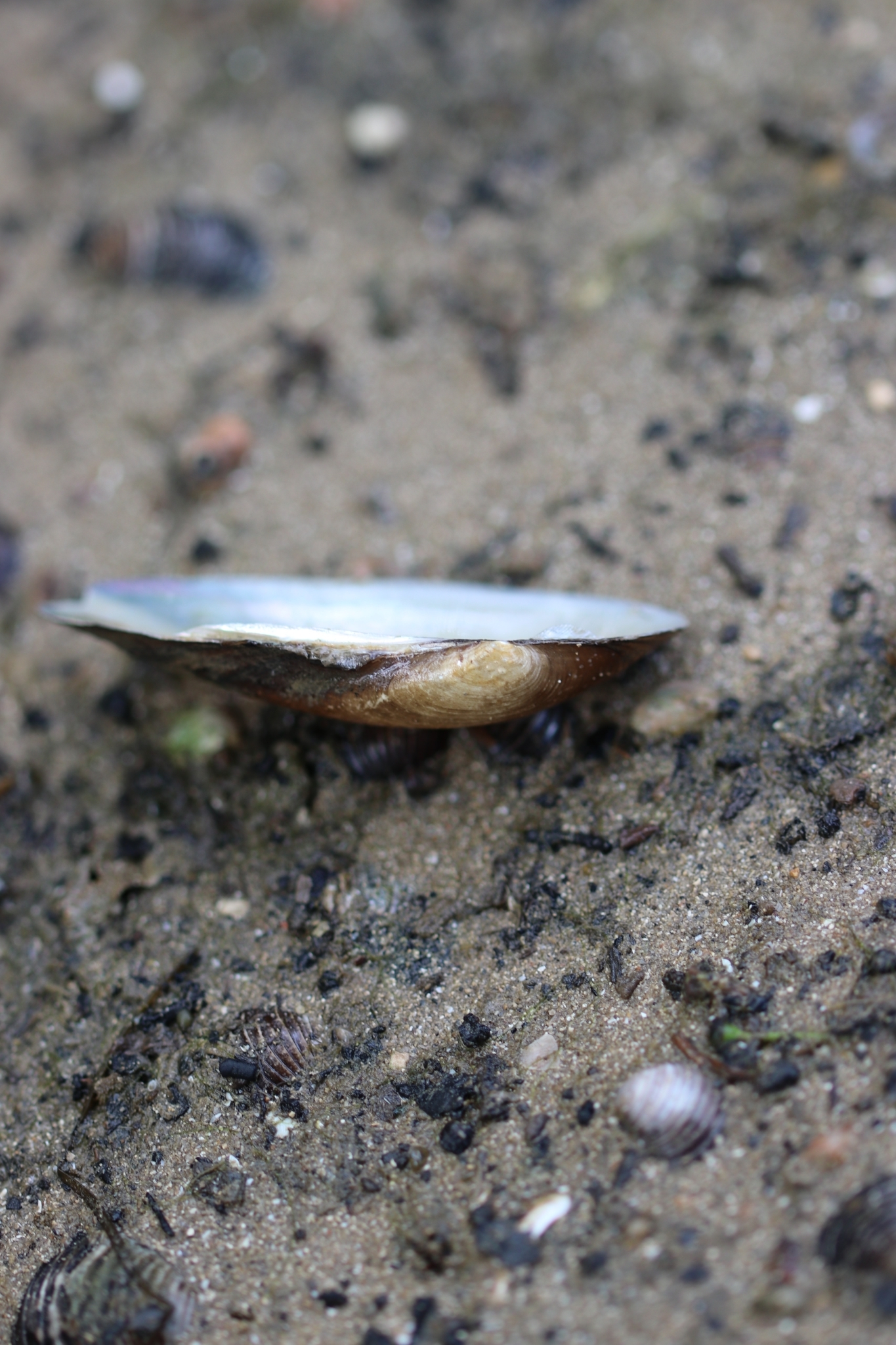 Unio mancus Lamarck, 1819