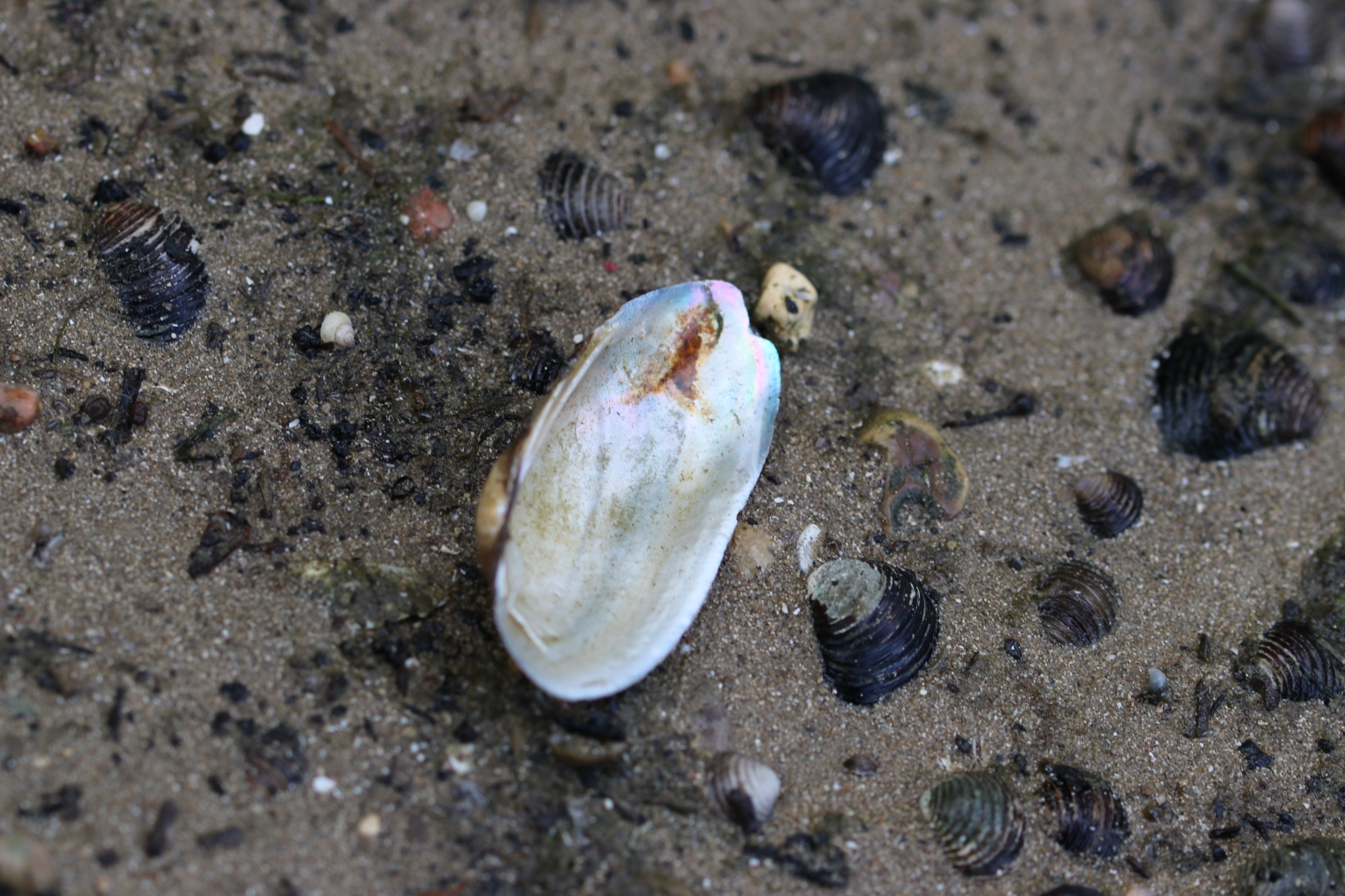 Unio mancus Lamarck, 1819