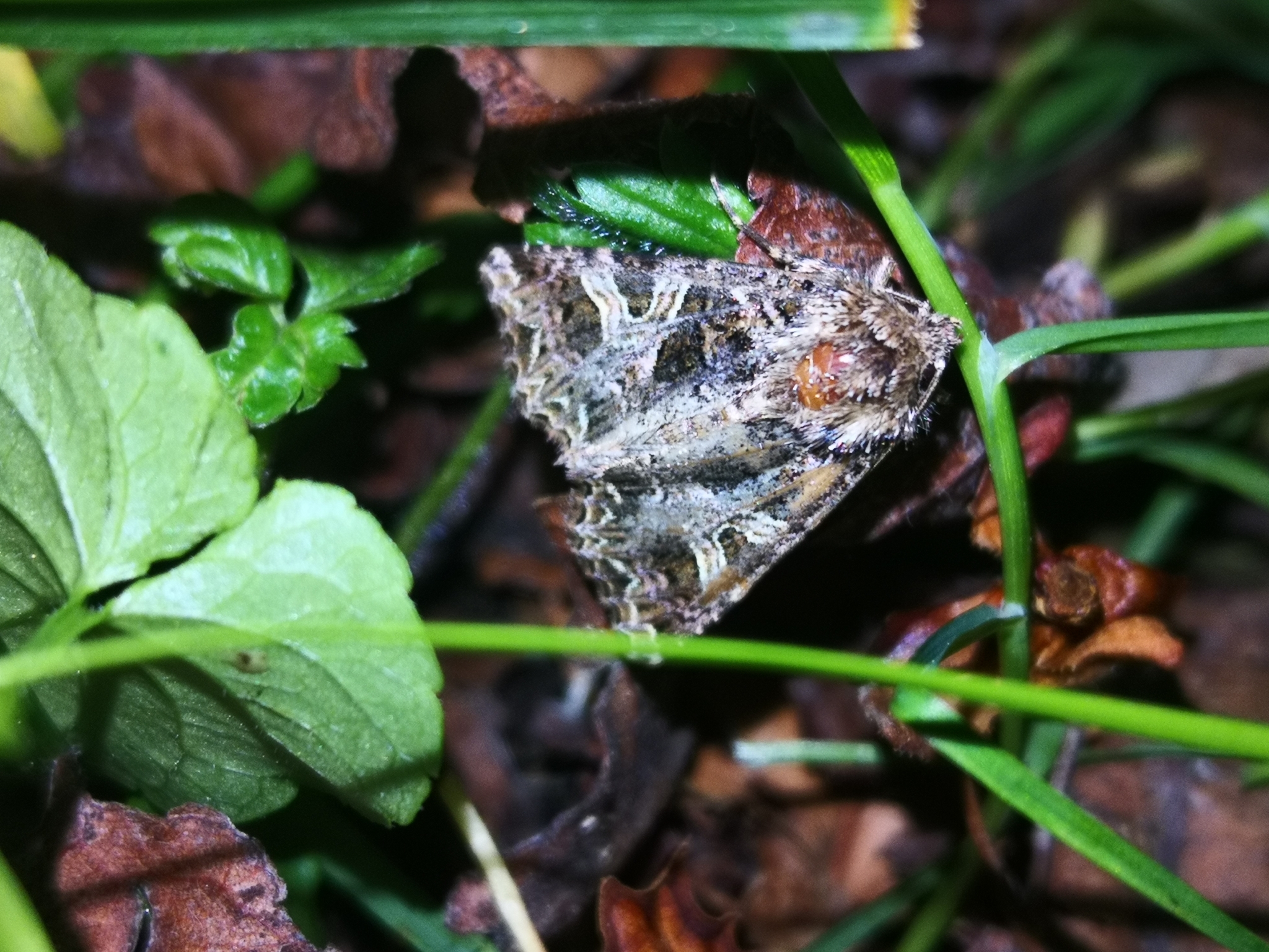 Sideridis rivularis Fabricius, 1775