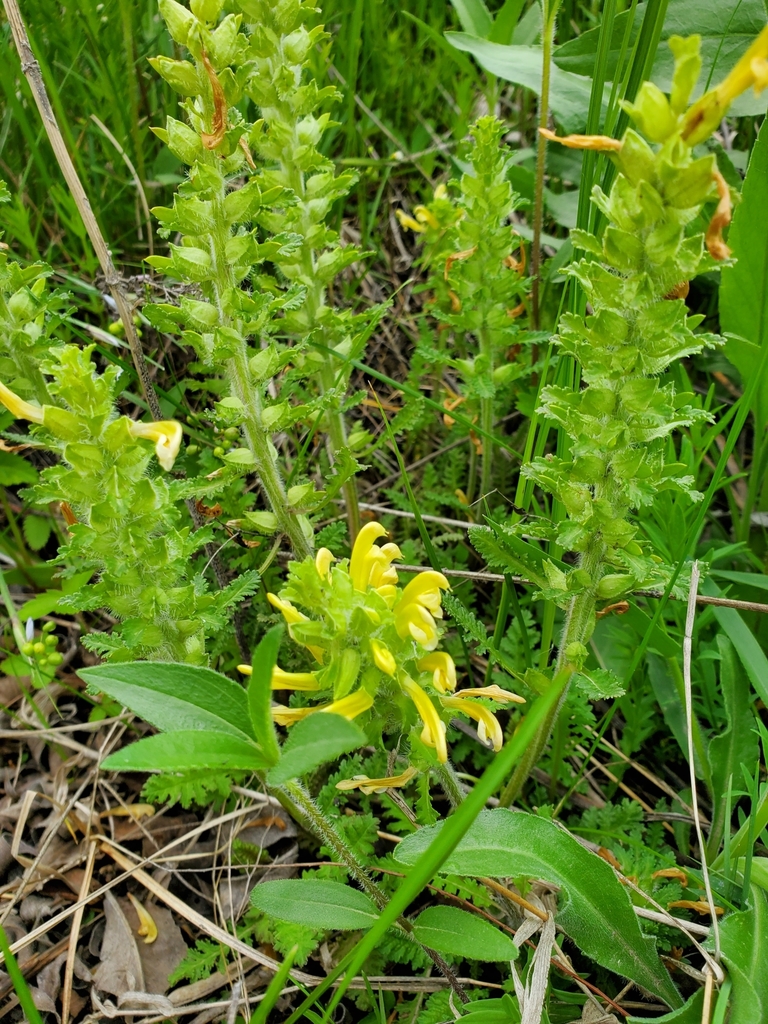 Canadian lousewort from Allison, IA 50602, USA on May 26, 2022 at 04:22 ...