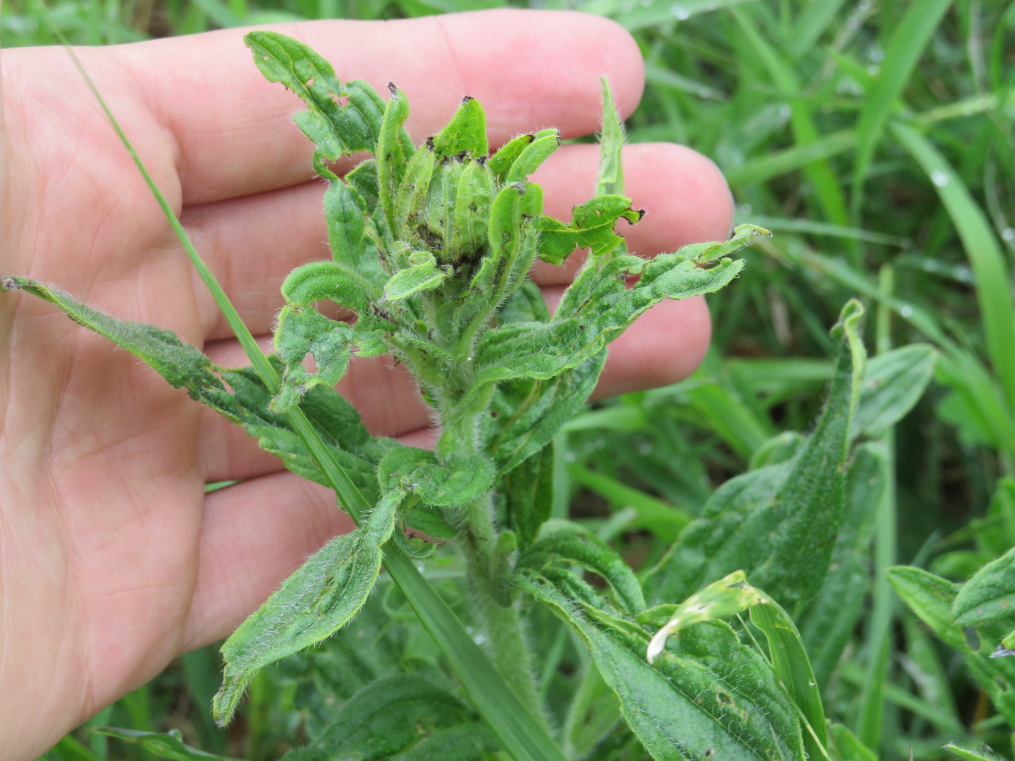 Lithospermum parviflorum Weakley, Witsell & D.Estes