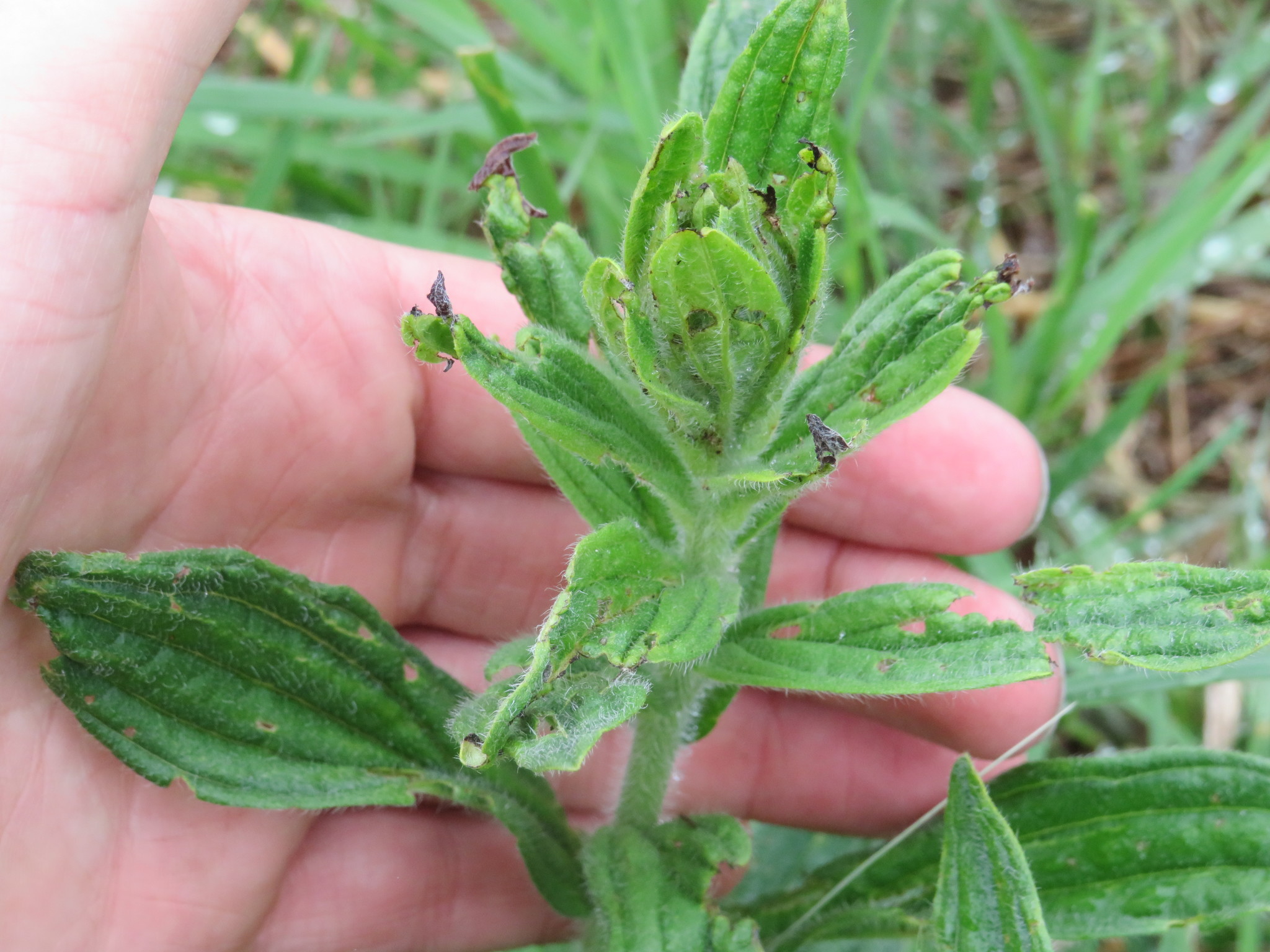 Lithospermum parviflorum Weakley, Witsell & D.Estes