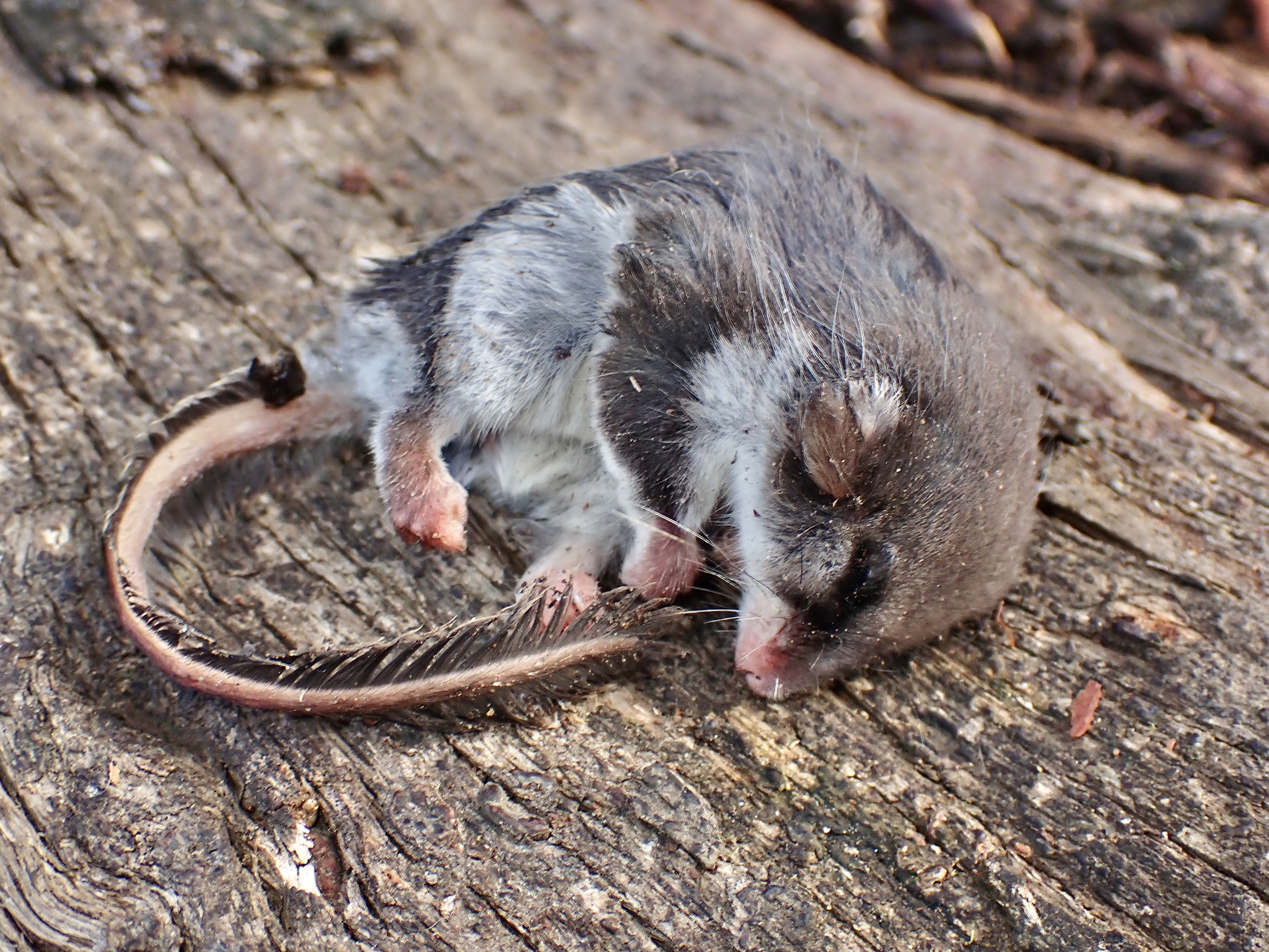 Acrobates pygmaeus (Shaw, 1793)