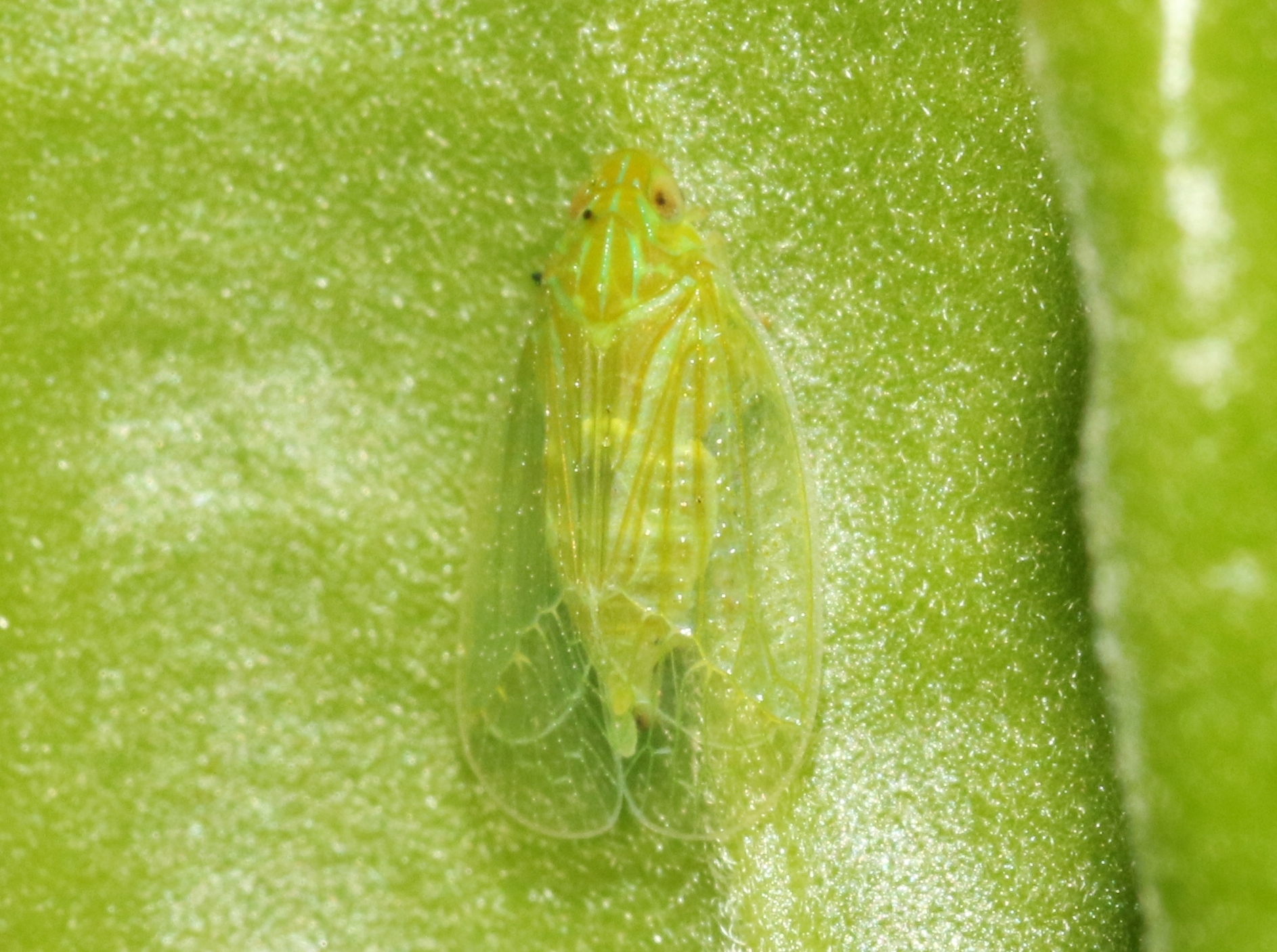 Kallitaxila Kirkaldy, 1901