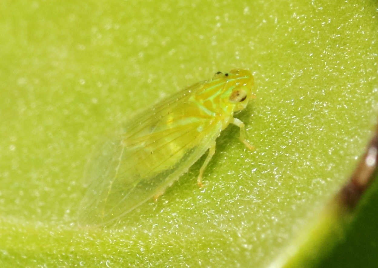 Kallitaxila Kirkaldy, 1901