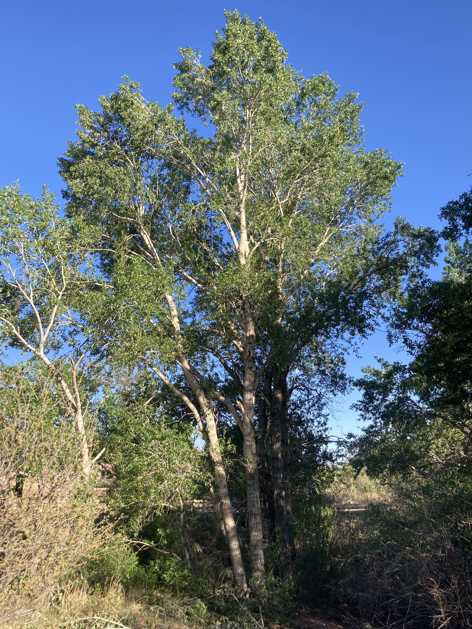 Populus angustifolia James