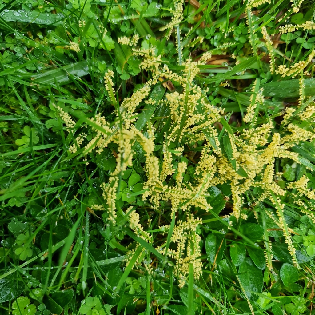 Physarales from Patea 4597, New Zealand on May 17, 2022 at 09:04 AM by ...