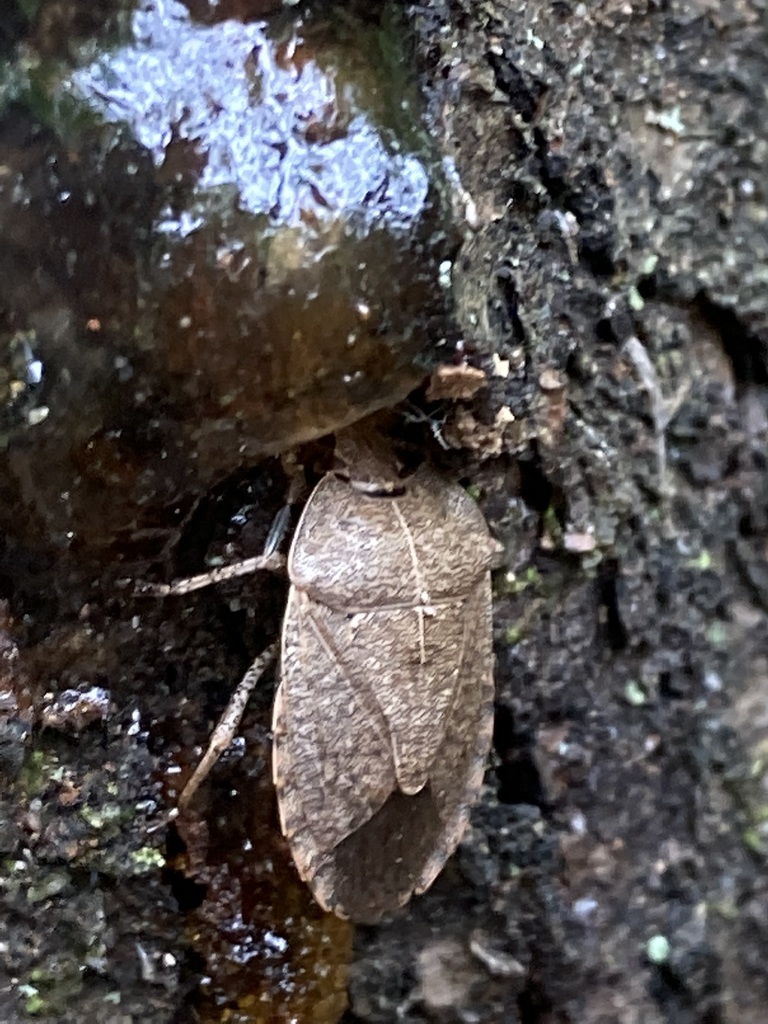 Elf Shoe Stink Bug from Andover, MN 55304, USA on May 26, 2022 at 03:35 ...
