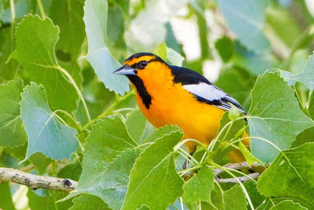 Bullock's Oriole (Icterus bullockii) - Avian Discovery