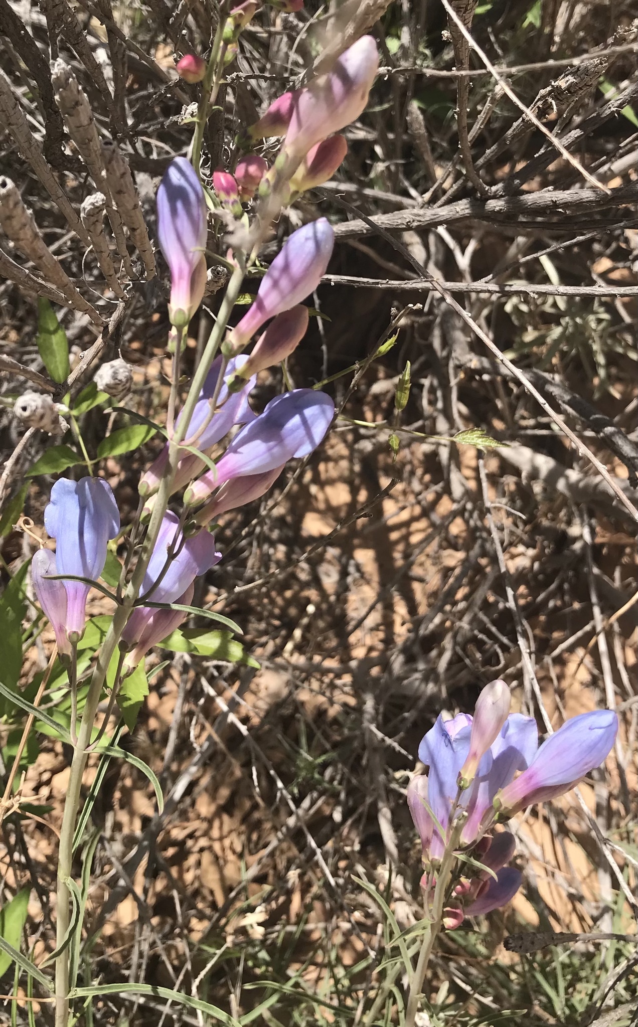 Penstemon comarrhenus A.Gray