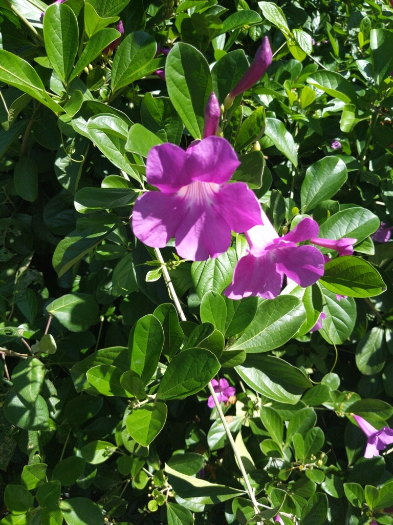 Purple funnel vine from Kuranda QLD 4881, Australia on May 27, 2022 at ...