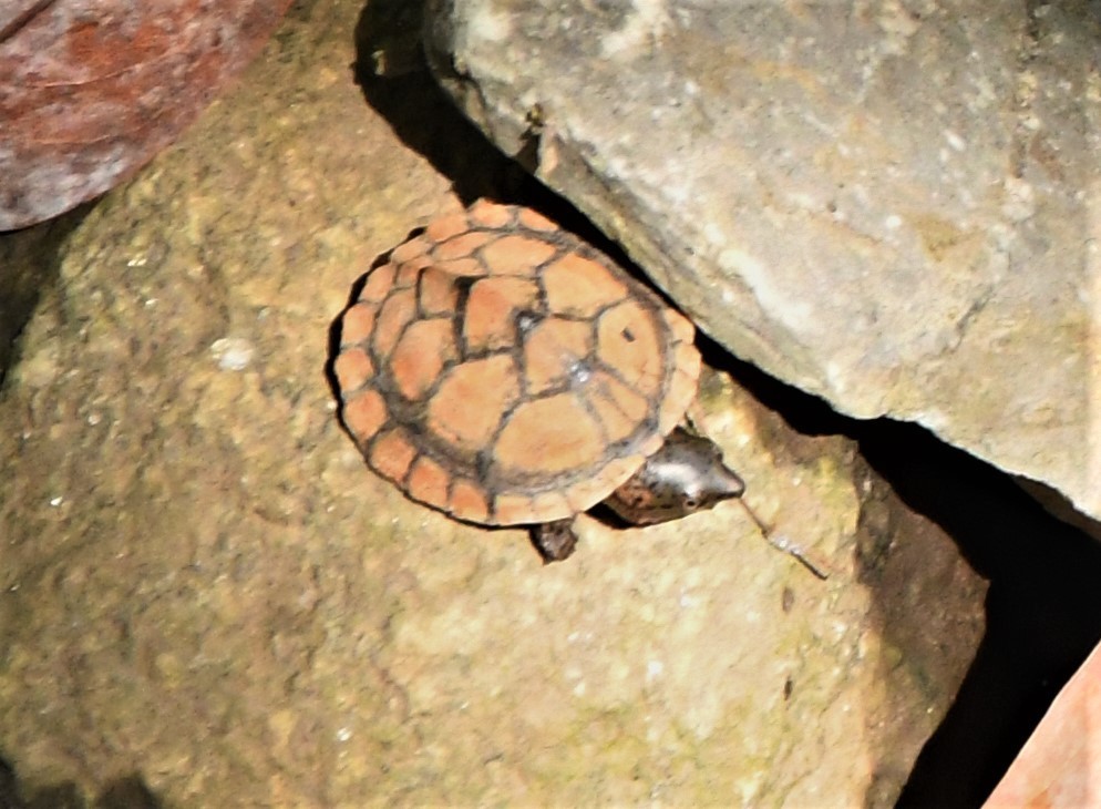 Intermediate Musk Turtle from Blackwater Fish Hatchery--Santa Rosa ...