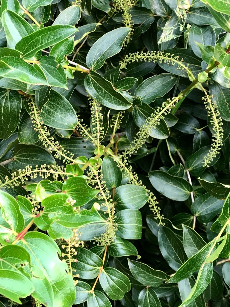 Tree Tutu from Tasman District, Tasman, New Zealand on December 7, 2019 ...