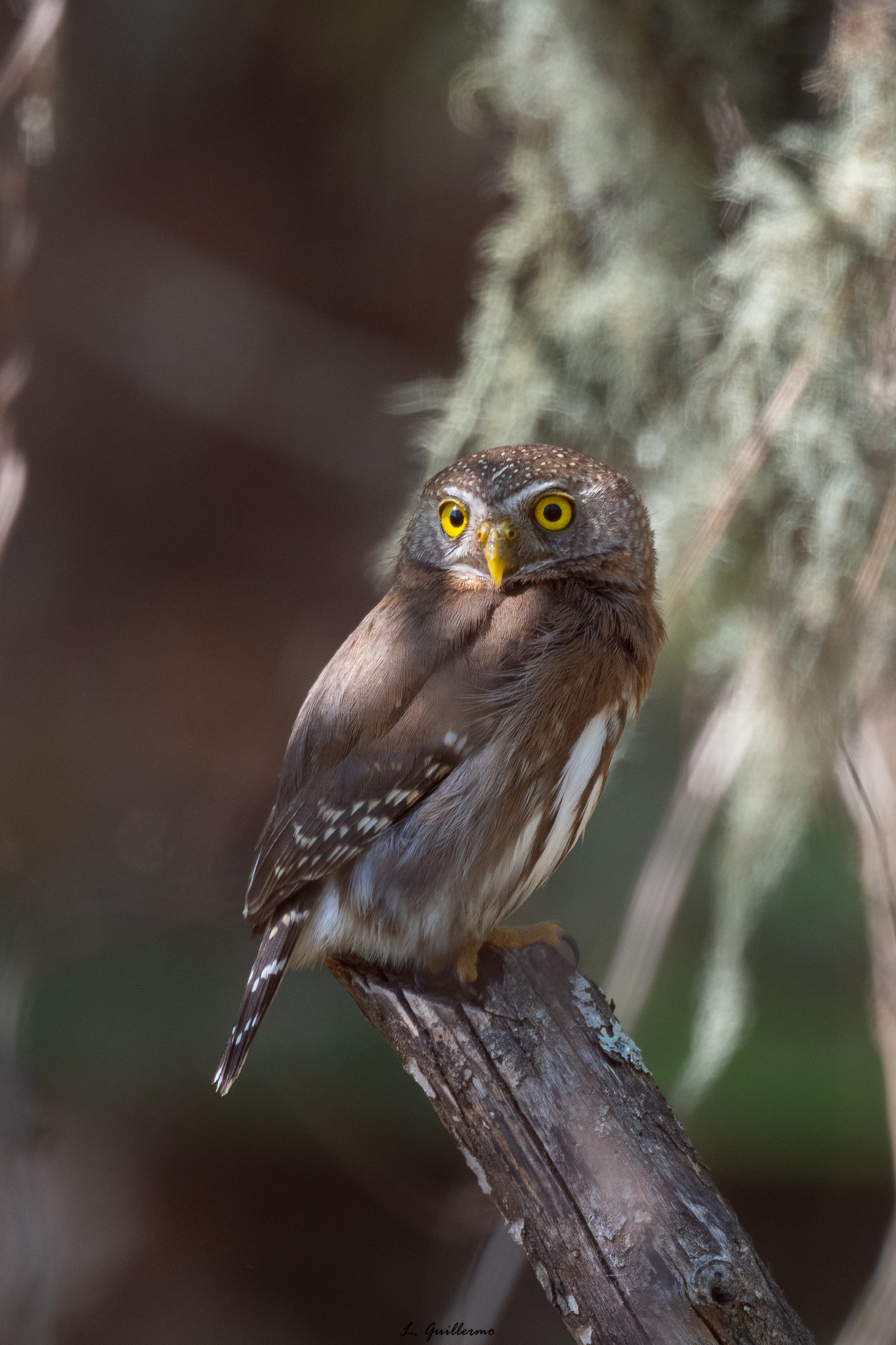 Glaucidium sanchezi Lowery & R.J.Newman, 1949