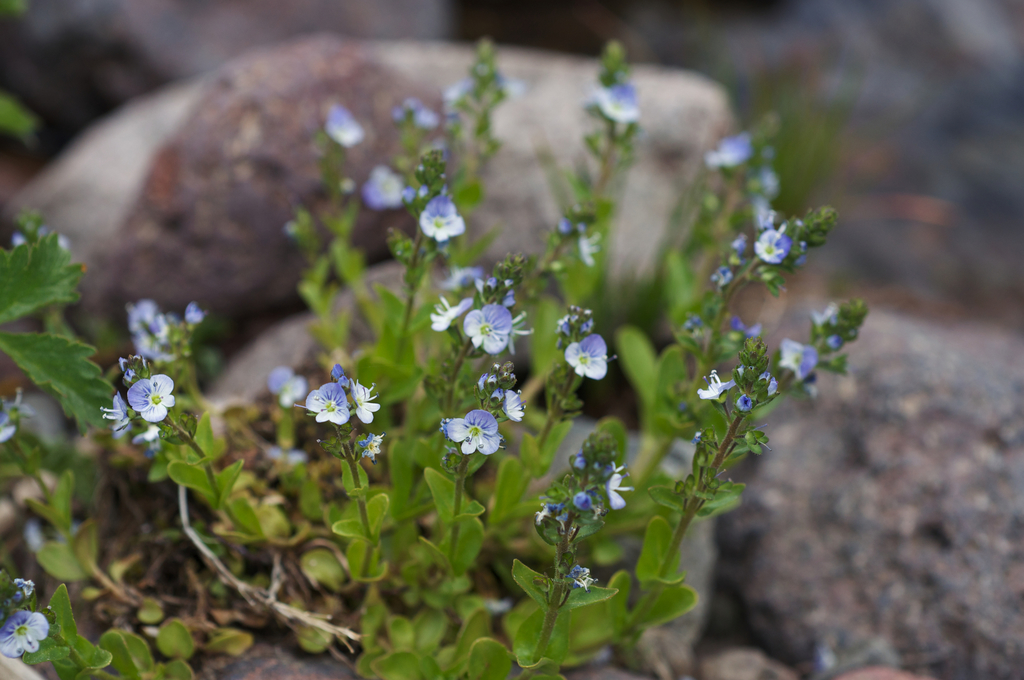 American alpine speedwell (Tahoe National Forest) · iNaturalist
