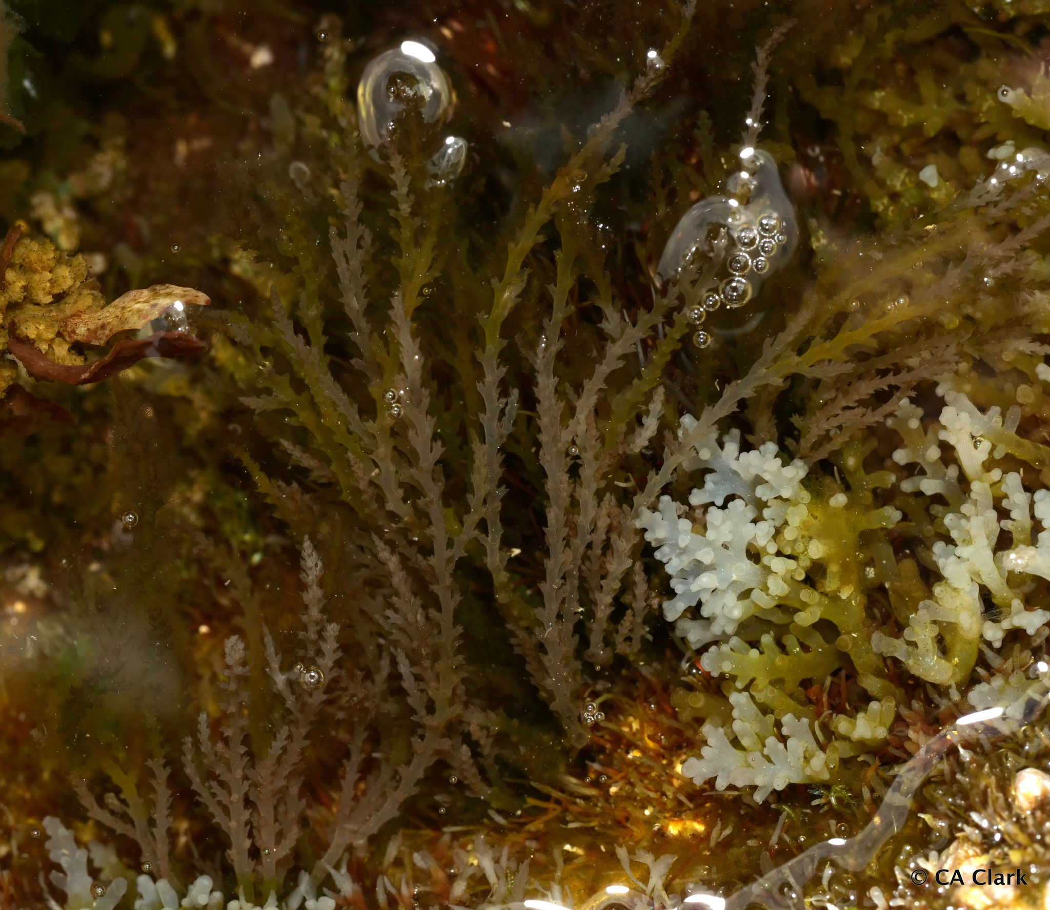 Acanthophora spicifera (M.Vahl) Børgesen