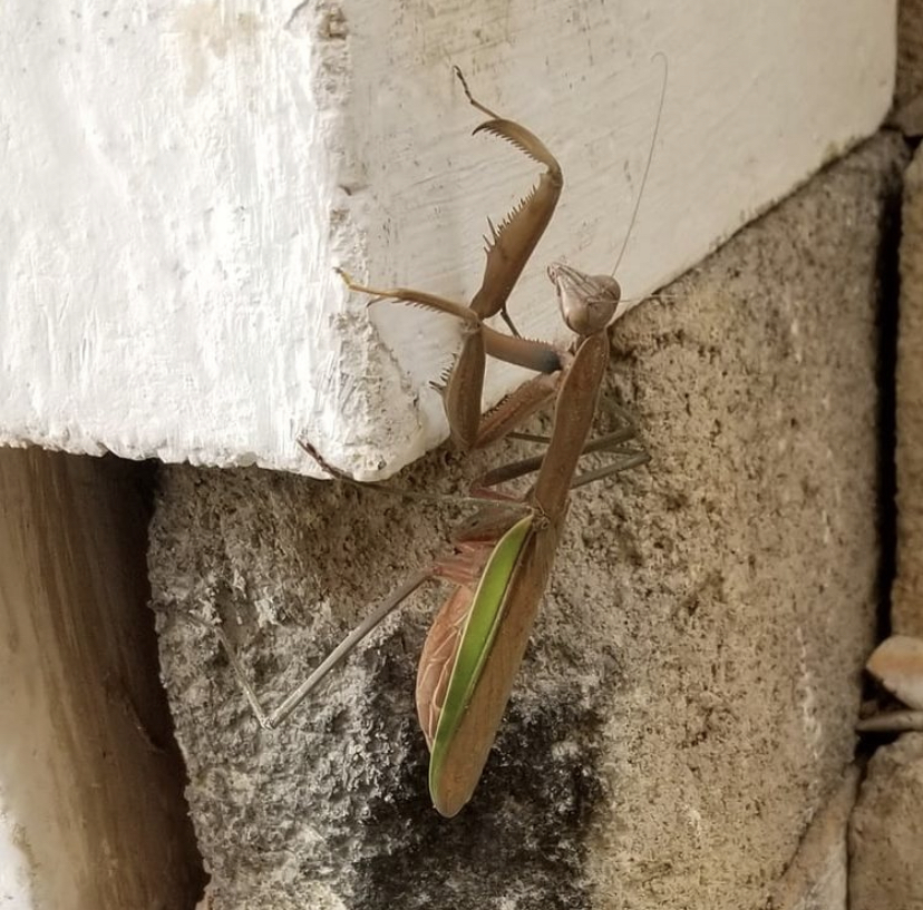 Chinese Mantis from Puerto vierta on May 22, 2022 by KevinSullivan ...