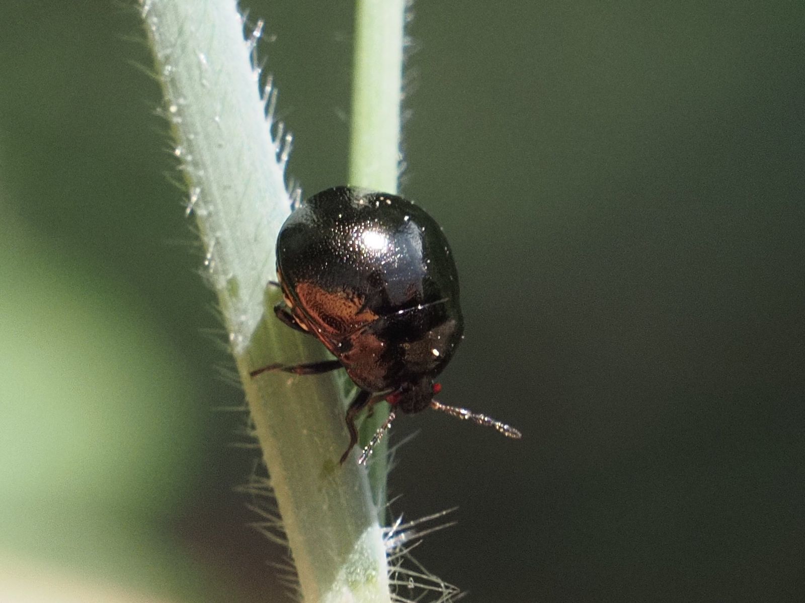 Coptosoma scutellatum (Geoffroy, 1785)
