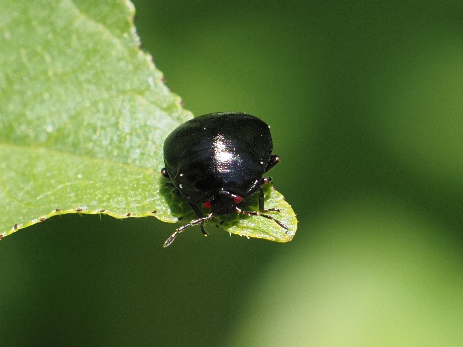Coptosoma scutellatum (Geoffroy, 1785)