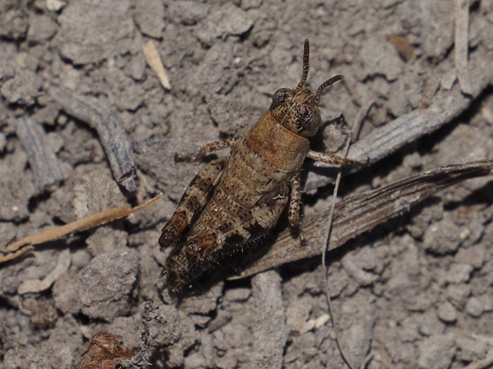 Calliptamus italicus (Linnaeus, 1758)