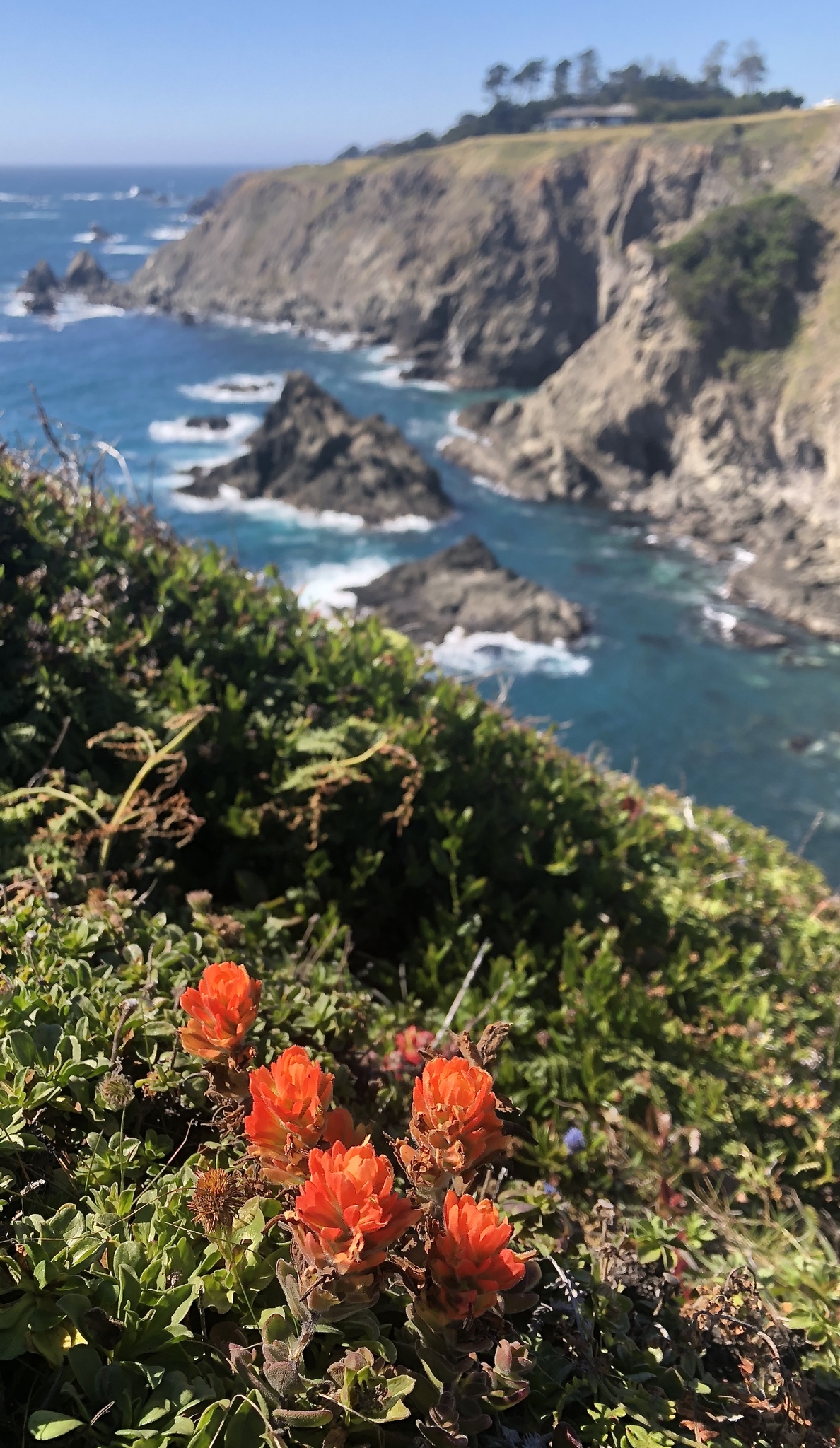 Castilleja mendocinensis (Eastw.) Pennell