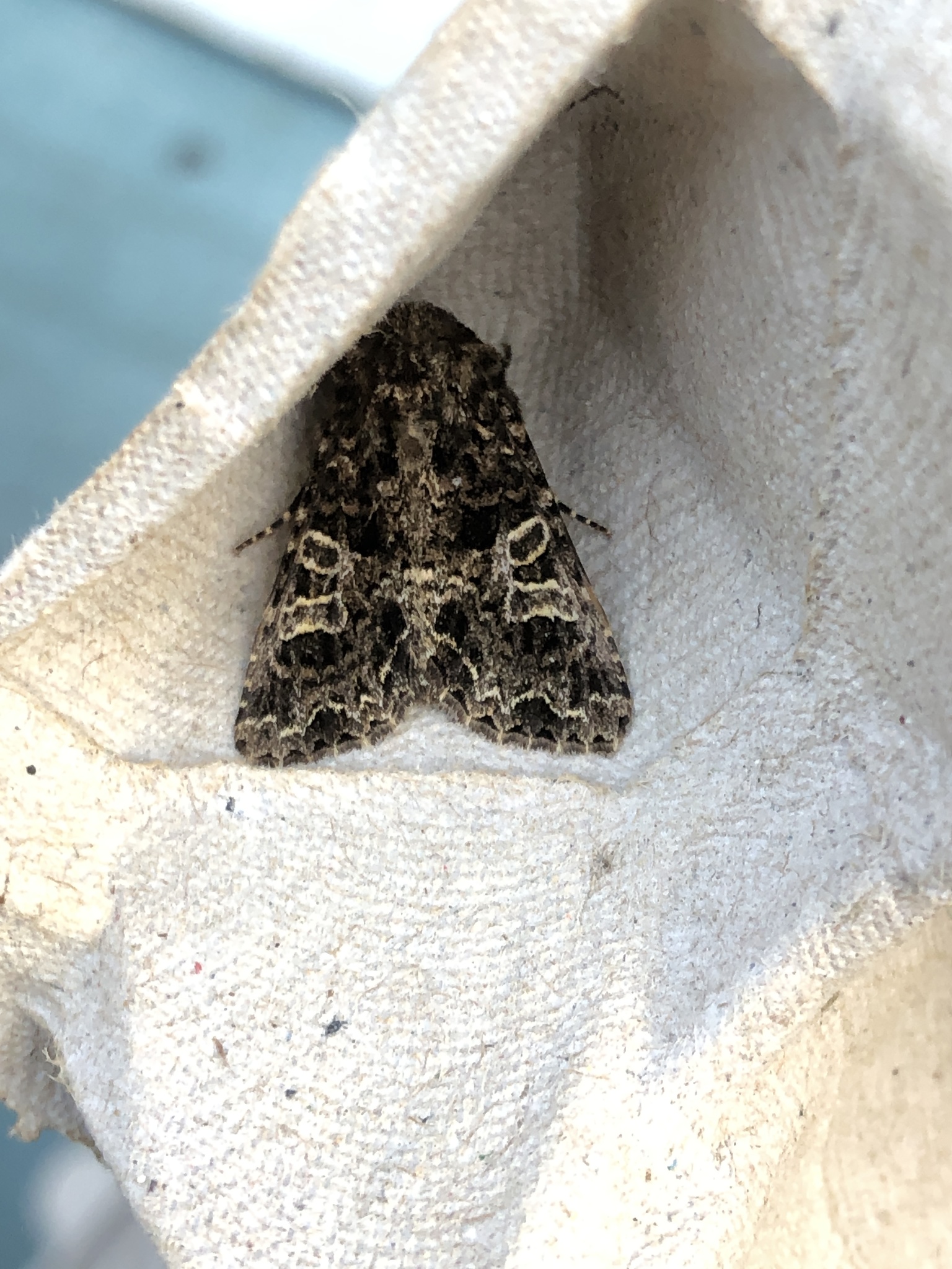 Sideridis rivularis Fabricius, 1775