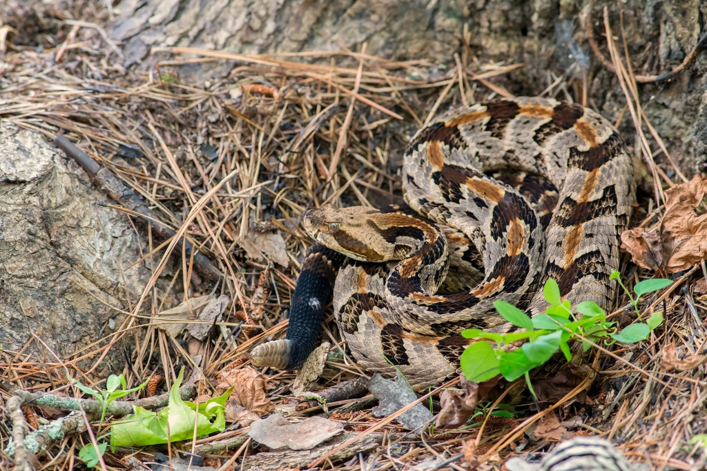 Timber Rattlesnake from 1070 Alabama 33, Double Springs, AL 35553, USA ...