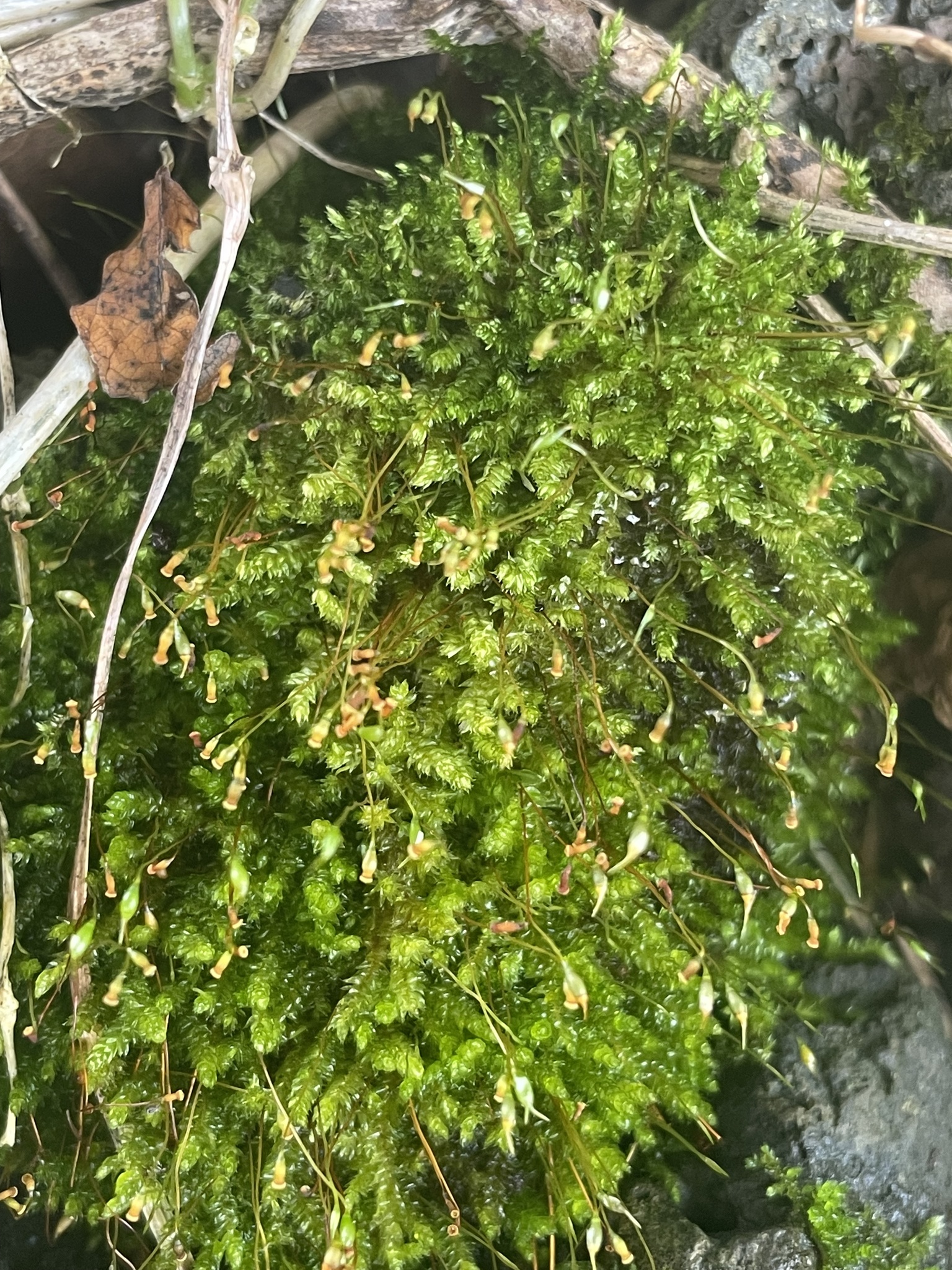 Sematophyllum subpinnatum Britton, 1918