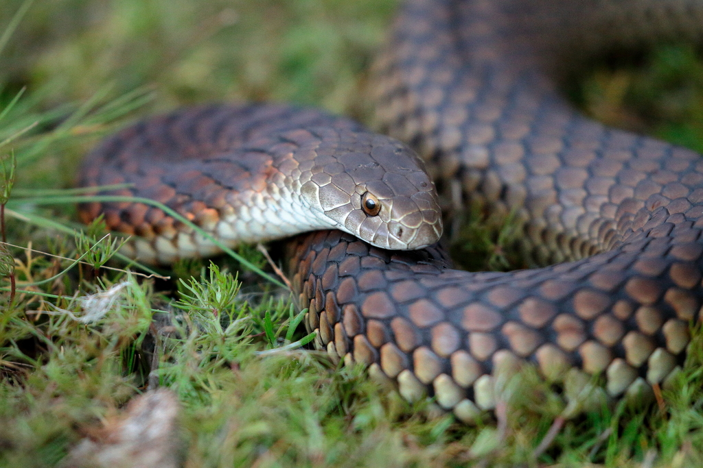 Australian Copperheads (Austrelaps) - Snakes and Lizards